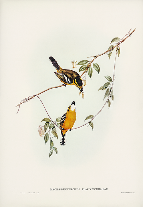 Yellow-breasted Flycatcher (Machaerirhynchus flaviventer) - Birds of Australia (1804–1841)