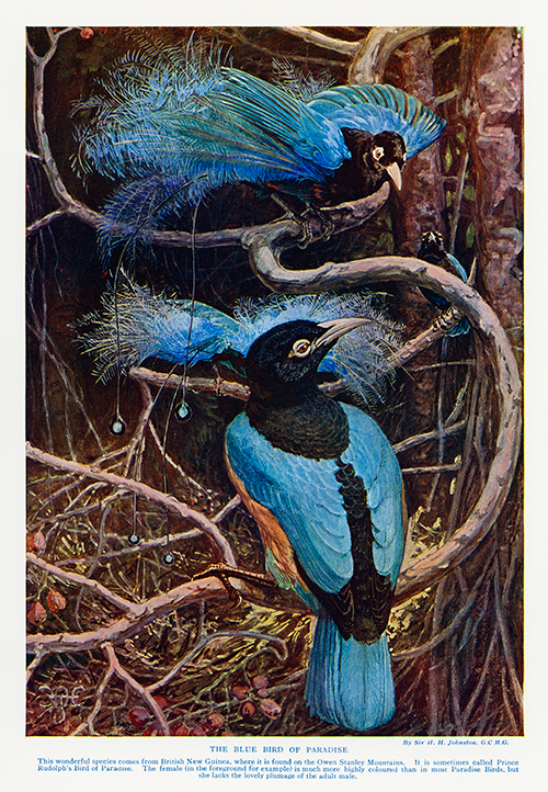 The blue bird of paradise (1858-1927)