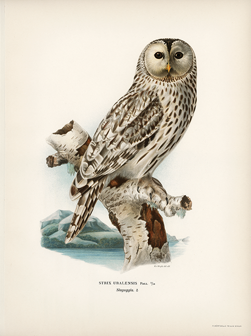 Strix uralensis (1929)