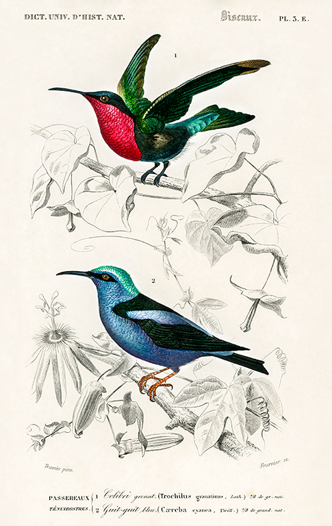 Colibri grenat (Trochilus granatinus) & Guit-guit bleu (Cæreba cyanea)(1806-1876)