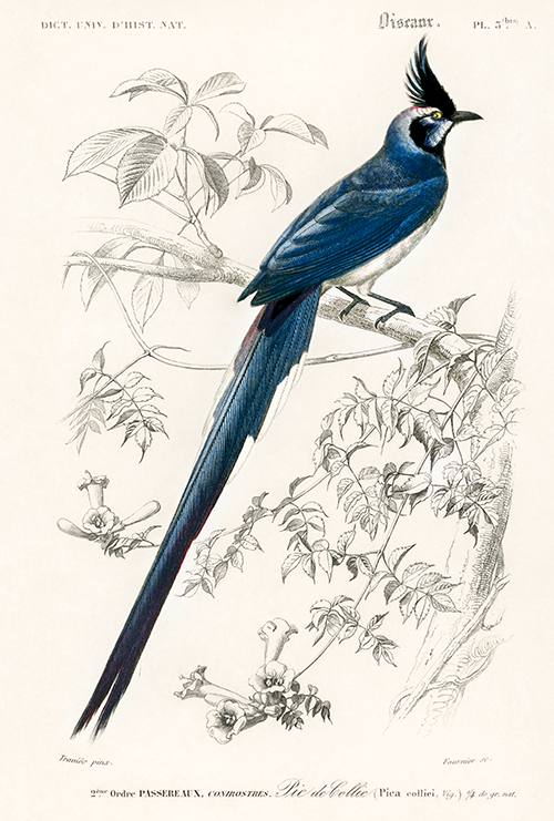 Black-throated magpie-jay (Pica colliei) (1806-1876)