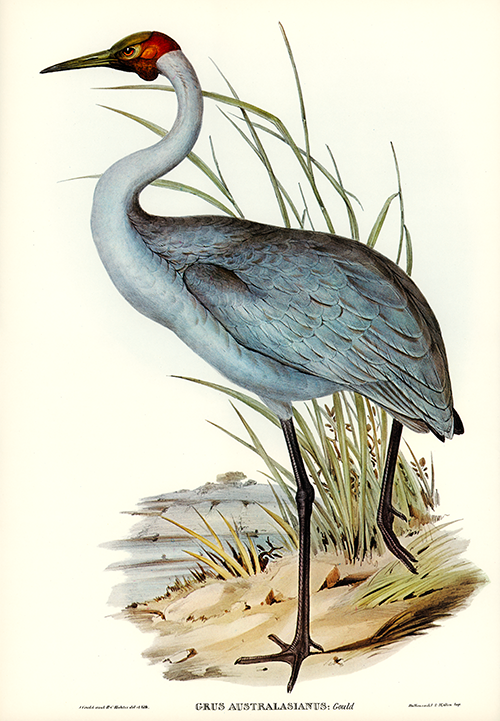 Australian Crane (Grus Australasianus) - Birds of Australia (1804–1841)