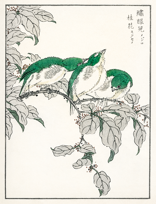 Japanese White-eye and Osmanthus Fragrans (1885) - Pictorial Monograph of Birds