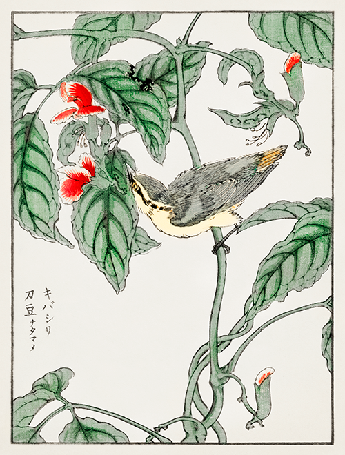 Japanese Tree-creeper and Pea (1885) - Pictorial Monograph of Birds