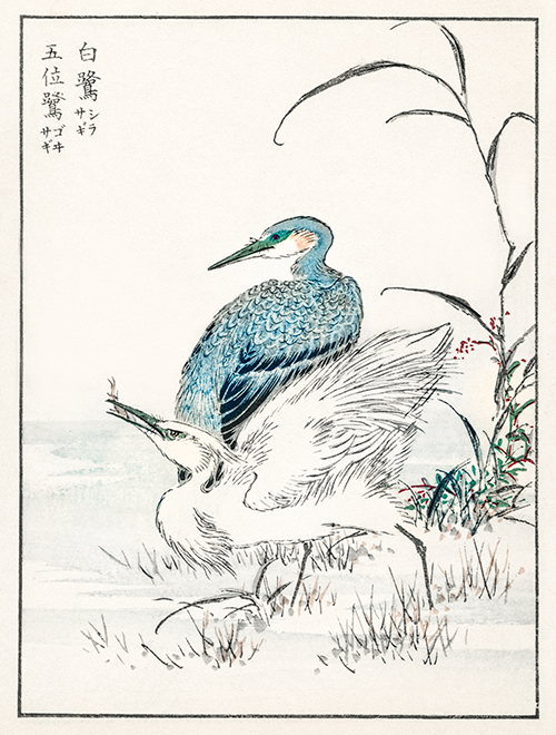 Night Heron and Little Egret (1885) - Pictorial Monograph of Birds