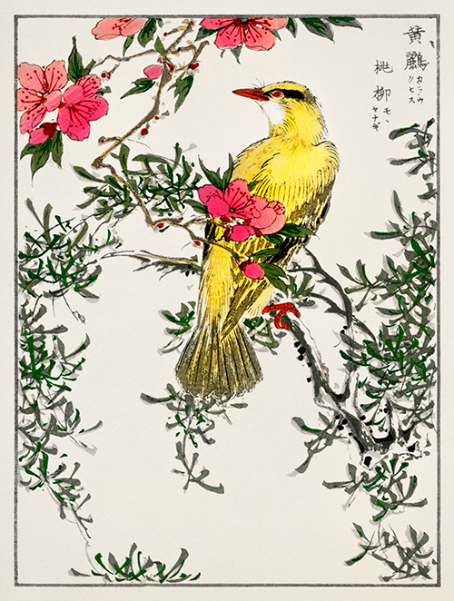 Chinese Bush-warbler and Drooping Peach (1885) - Pictorial Monograph of Birds