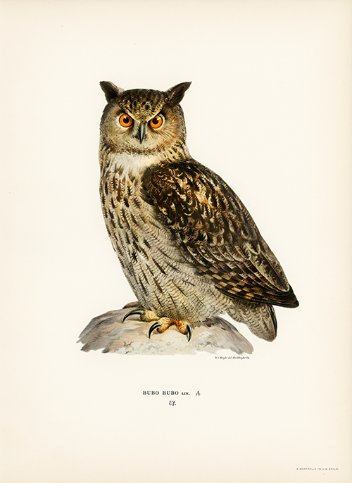 Eurasian eagle-owl (Bubo Bubo) (1929)