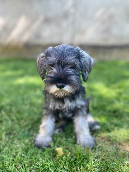 Patuljasti Šnaucer Miniature Schnauzer