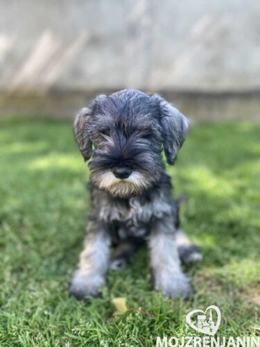 Patuljasti Šnaucer Miniature Schnauzer