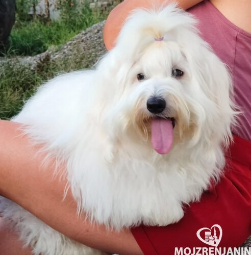 Coton de Tulear