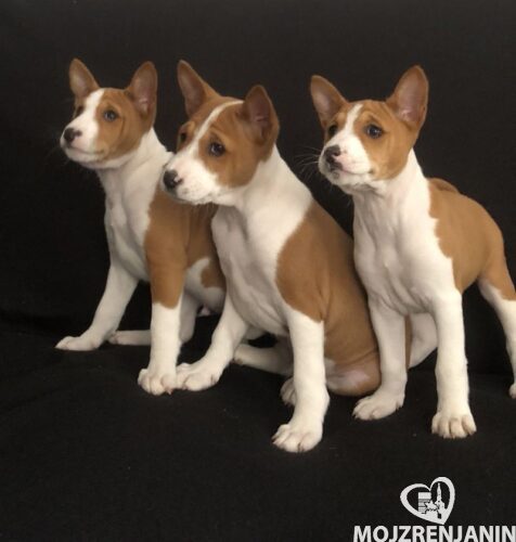 BASENJI stenci