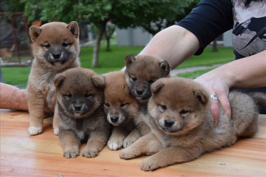 Shiba Inu štenci na prodaju