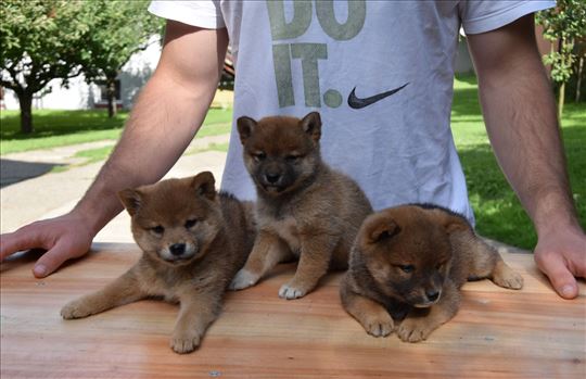 Shiba Inu štenad na prodaju