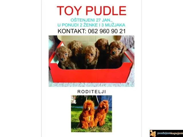 Na prodaju crvene Toy Pudle