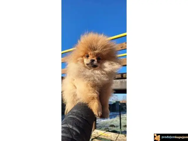 Pomeranac