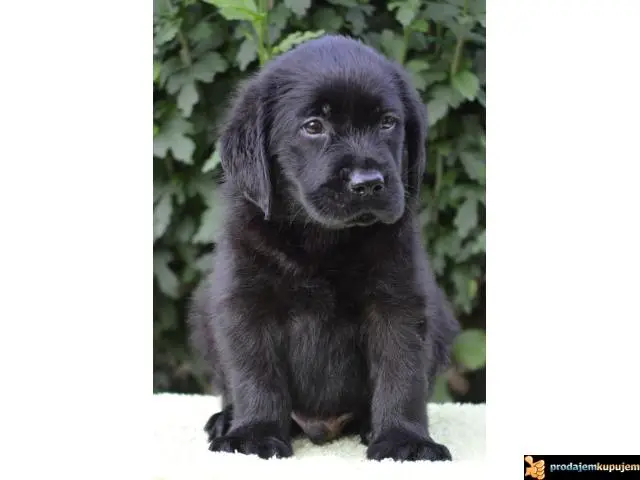 Labrador retriver štenci