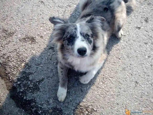 Na prodaju stenci Border collie vakcinisani i revakcinisani