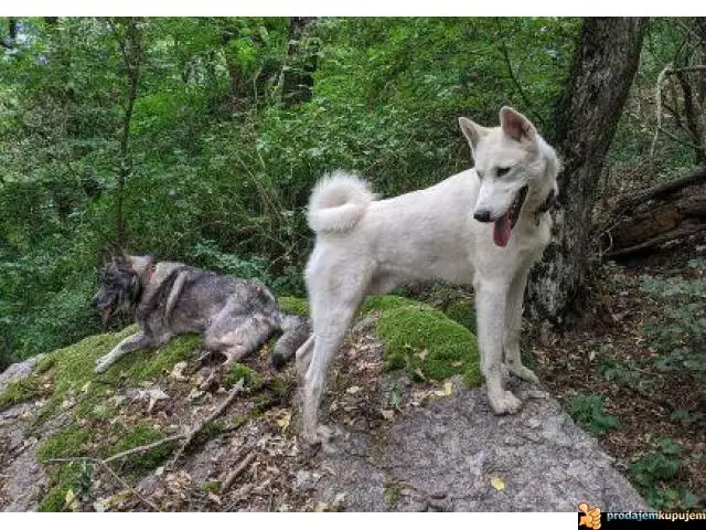 Zapadno Sibirska Lajka