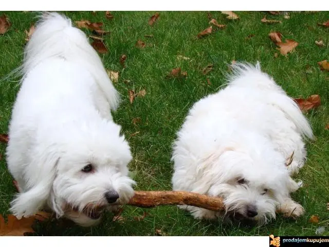 Koton de tulear i čivava štenci