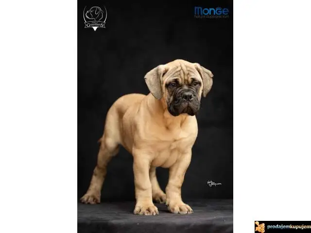 Odgajivačnica bullmastiff-a "Home of Guardians"