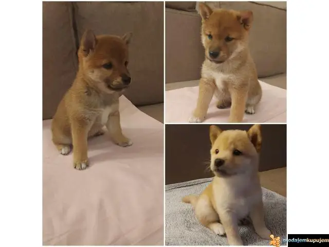 Shiba Inu