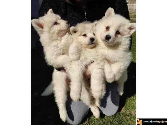 Samojed