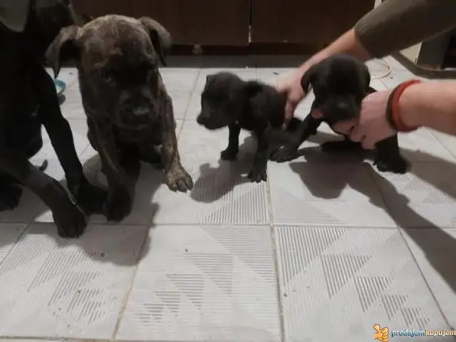 Cane Corso stenci na prodaju - Cistokrvni