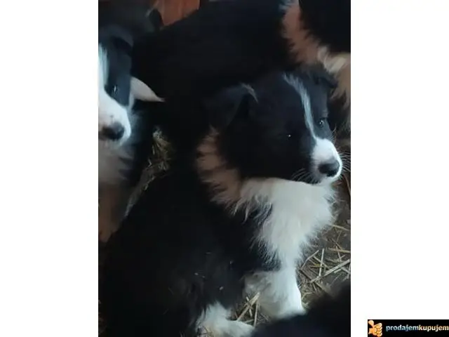 Na prodaju stenci Border collie stari 16 nedelja