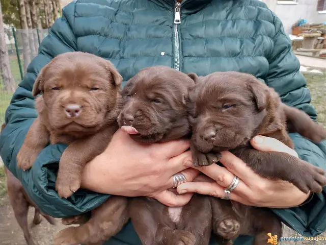 Cokoladni LABRADORI vrhunskog porekla