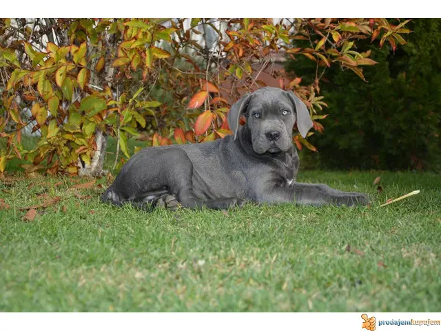 Sivi i Fermentino stenci Cane Corso