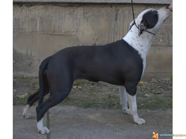 Americki staford ženkica