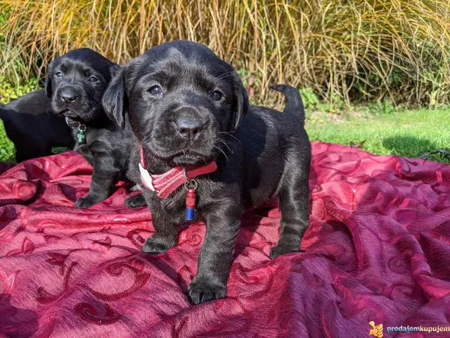 LABRADORI štenci vrhunskog kvaliteta