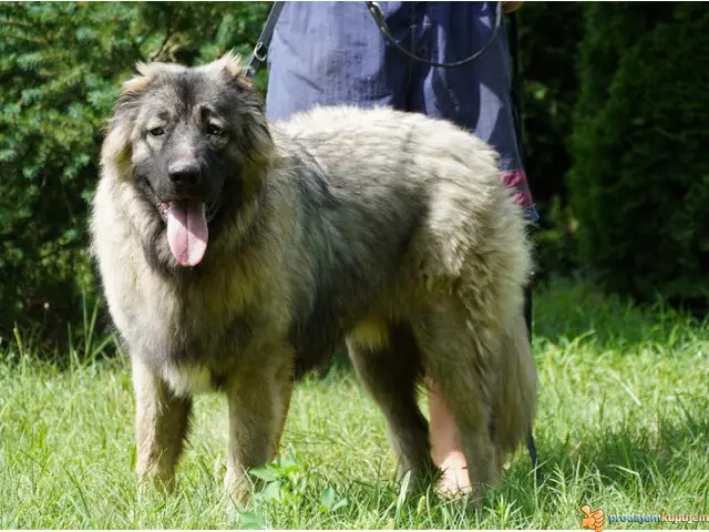Besplatno
KAVKASKI OVCAR - pladi muzjak na prodaju
