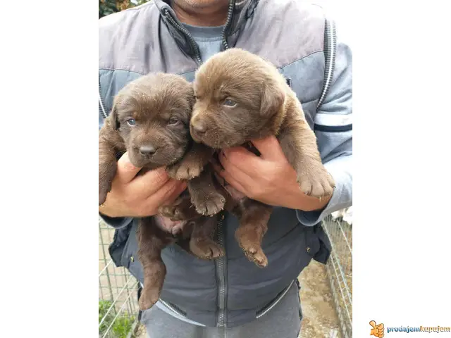 Čokoladni LABRADORI vrhunskog porekla