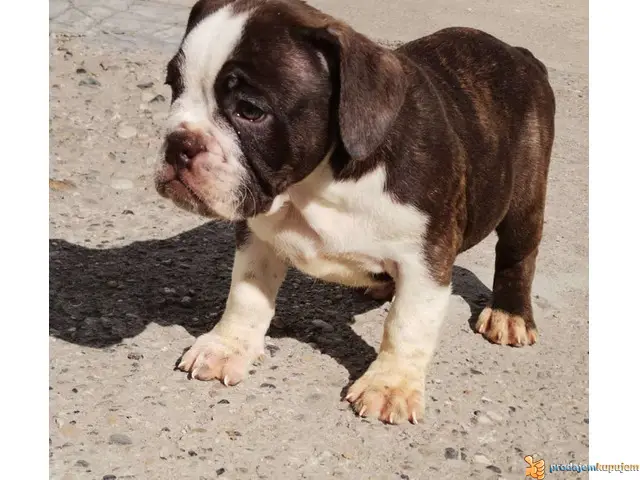 AMERICAN BULLY prelepa atraktivna štenad