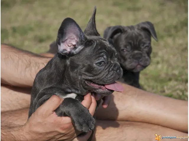 FRANCUSKI BULDOG stenci blue boje