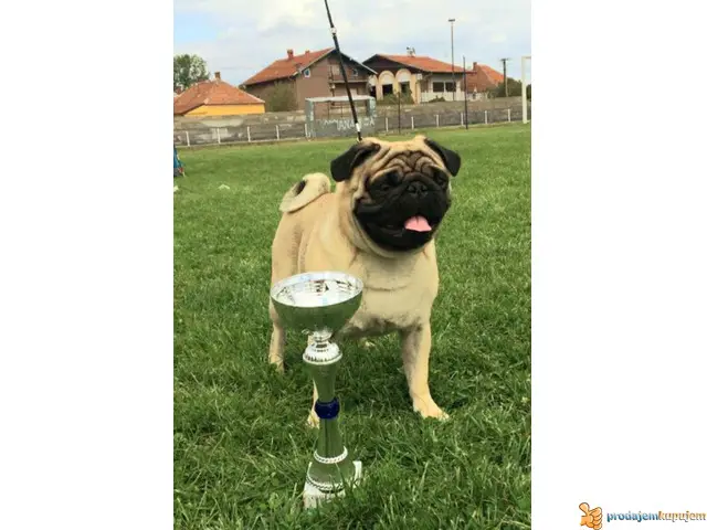 MOPS (pug) šampionskog porekla - za PARENJE