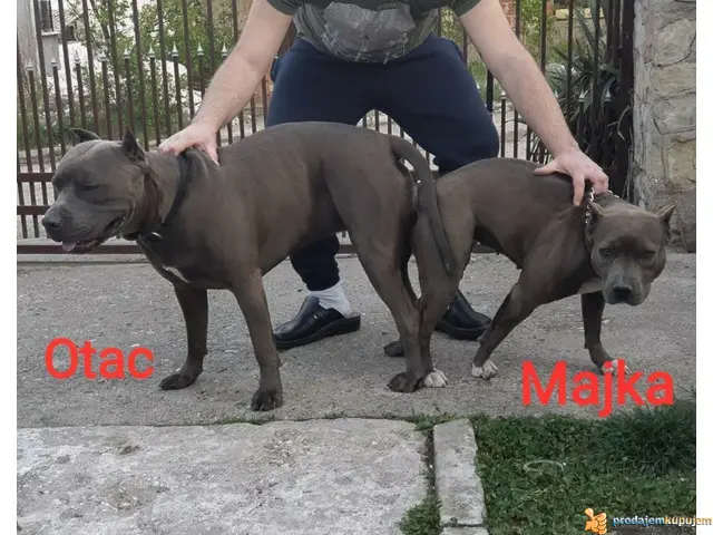 Stenci PIT BULL BLUE NOSE na prodaju