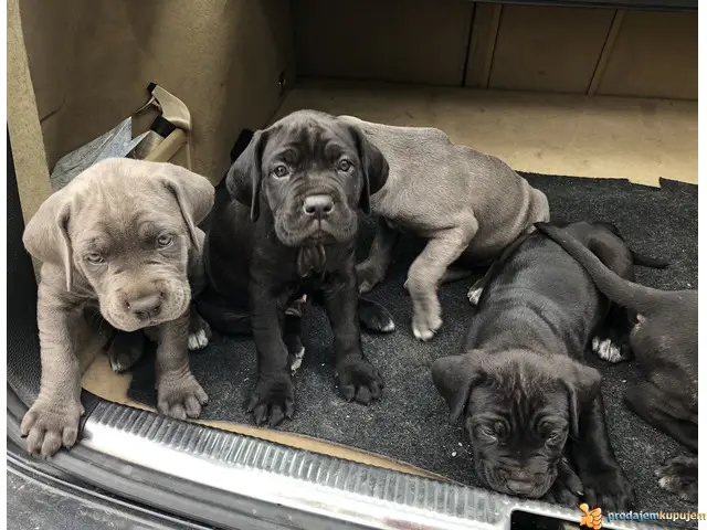 Na prodaju stenci Cane Corso