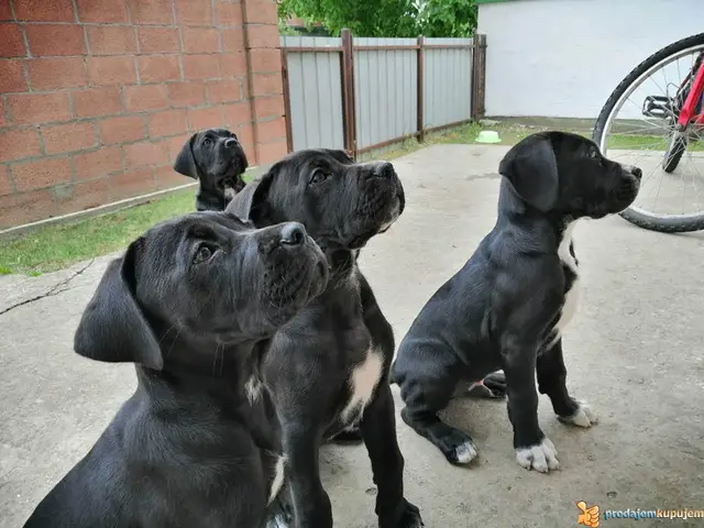 Na prodaju preslatki, napredni CANE CORSO stenci