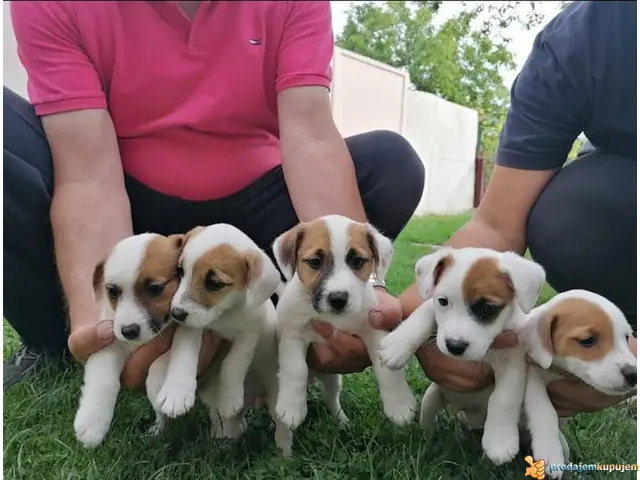 Prodajem stence JACK RUSSEL TERIJERA