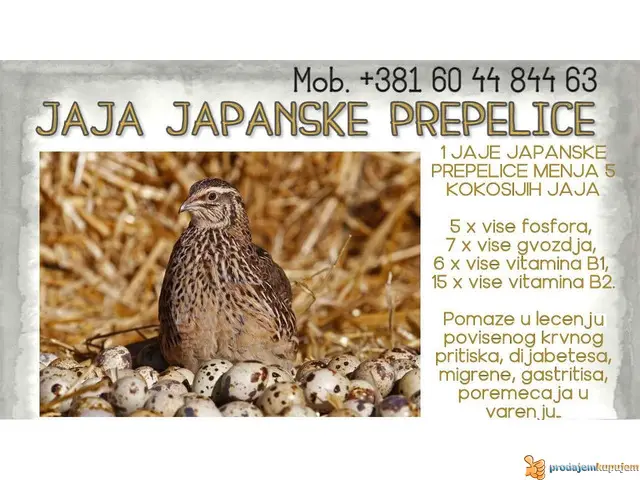 Jaja japanskih prepelica (oplodjena)