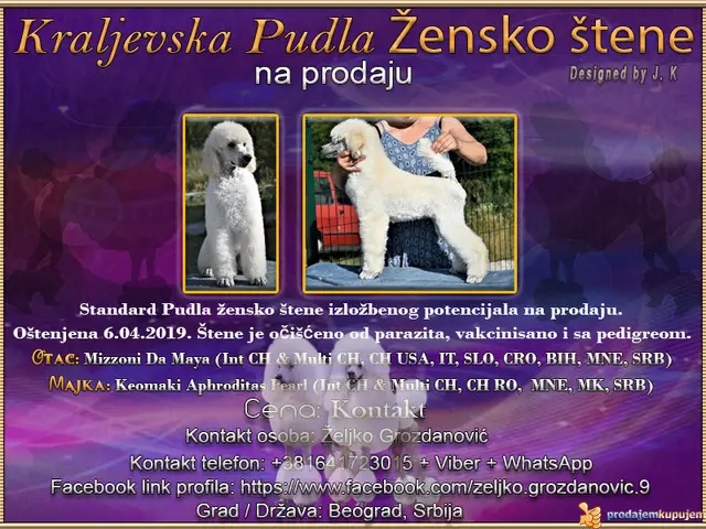 Kraljevska Pudla Žensko štene na prodaju