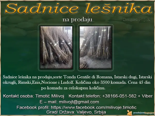 Sadnice Lešnika na prodaju