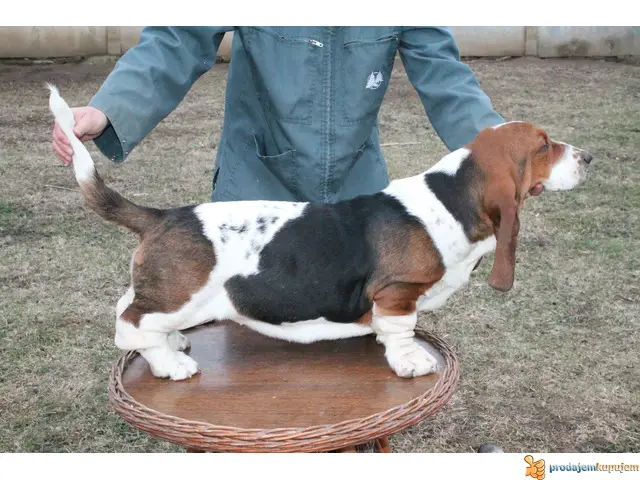 Basset hound- baset