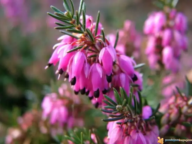 Erica carnea sadnice