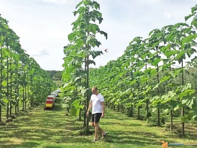 PAULOWNIA SEMENA - GARANCIJA, UPUTSTVO, SAVETI