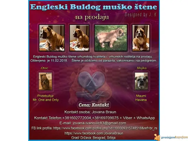 Engleski Buldog muško štene