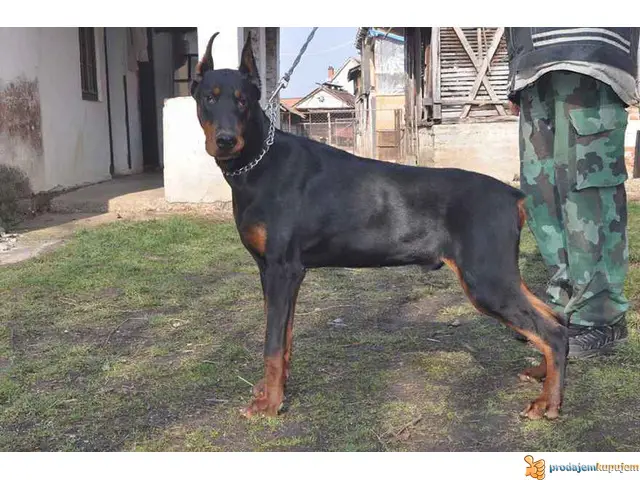 Muzjak dobermana 10 meseci - Black Summit Kennel