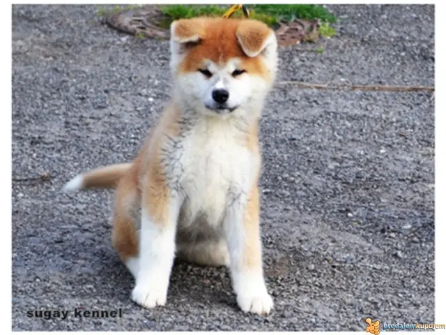 akita inu stenci na prodaju